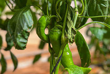 The Produce – Millennium Farms