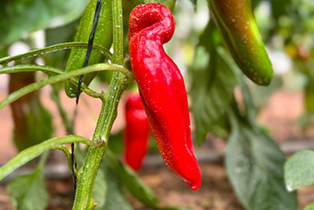 The Produce – Millennium Farms