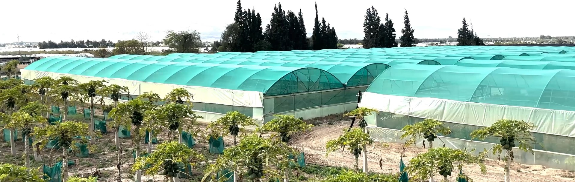 The Produce – Millennium Farms